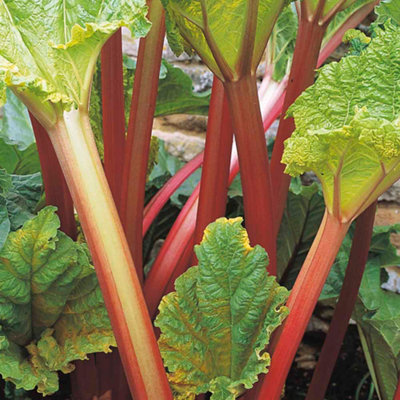 Rhubarb (Rheum) Timperley Early 1 Budded Piece | DIY at B&Q