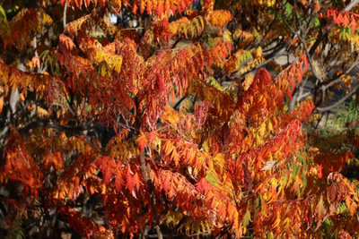 Rhus Tiger Eyes Staghorn Sumach Large 2-3ft Tree