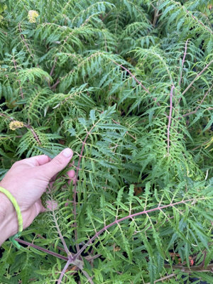 RHUS TYPHINA DISSECTA CUT LEAF STAG HORN SUMACH 3FT LARGE SUPPLIED IN A ...