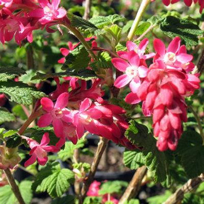 Ribes King Edward VII Flowering Currant - Vibrant Red Blooms, Deciduous ...