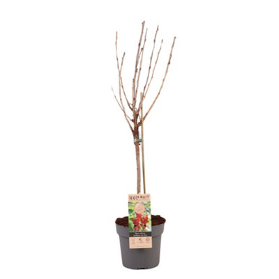 Ribes Rubrum Jonkheer Van Tets, 21cm Pot Size, 90cm Tall, Currant ...