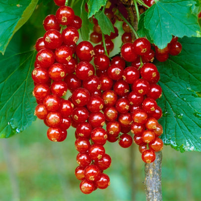 Ribes rubrum Jonkheer van Tets Garden Plant - Sweet Redcurrants ...