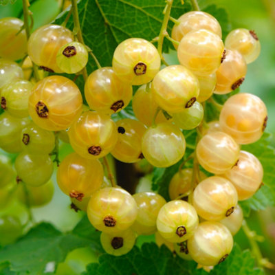 Ribes rubrum Witte Parel Plant - Whitecurrant Fruits, Compact Size (20 ...