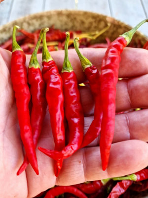 Ring Of Fire Chilli Seeds - 10 Fresh Seeds