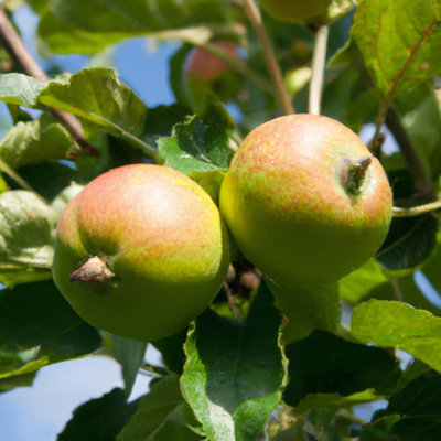 Ripston Pippin Apple (Malus) Tree - 7Ltr Potted