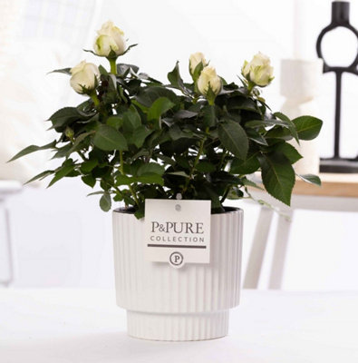 Ro Bm Wit Ceramic Ivy White, 12cm Pot Size, 30cm Tall, Ceramic Tirza ...