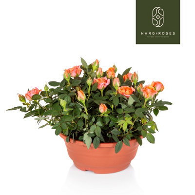 Ro Kordana Aloha, 21cm Pot Size, 30cm Tall, Rose Kordana Aloha,Indoor ...