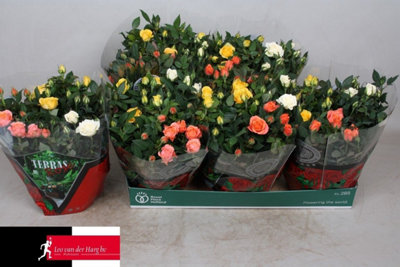 Ro Kordana Mixed Pastel, 21cm Pot Size, 30cm Tall, Rose Kordana Mixed ...