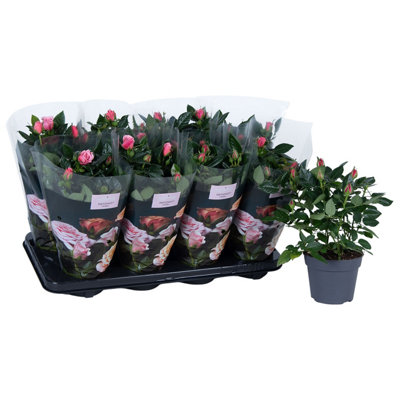 Ro Patio Hit Light Pink, 13cm Pot Size, 36cm Tall, Begonia, Indoor ...