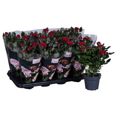 Ro Patio Hit Red, 13cm Pot Size, 36cm Tall, Rose, Indoor Houseplant