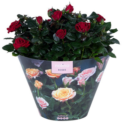 Ro Patio Hit Red Hoes, 23cm Pot Size, 38cm Tall, Rudbeckia, Indoor ...