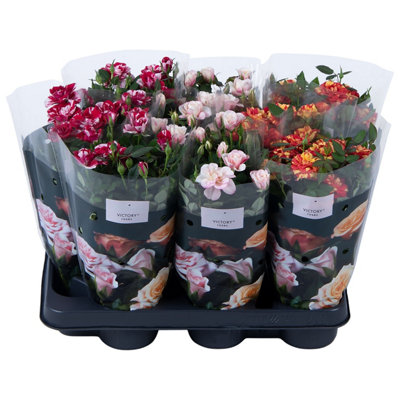 Ro Victory Mixed Special, 510cm Pot Size, 28cm Tall, Rose Victory Mixed ...