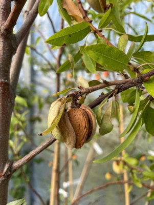 Robijn Sweet Almond (Prunus dulcis) Tree - 12Ltr Potted