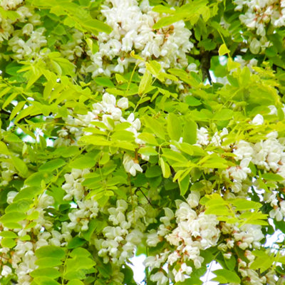 Robinia Frisia Tree - White Flowers, Golden-Yellow Foliage, Hardy (5-6ft)