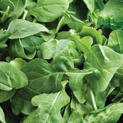 Rocket Seeds 1 Seed Packet (500 Seeds)