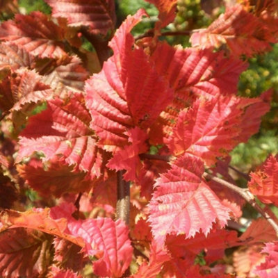 Rockhampton Red Hornbeam Tree Carpinus Betulus Ornamental Trees 3L Pot