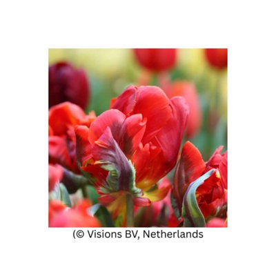 Rococo Exotic Red & Purple Parrot Tulip Bulbs - Hardy Spring Flower for ...