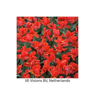 Rococo Exotic Red & Purple Parrot Tulip Bulbs - Hardy Spring Flower for ...