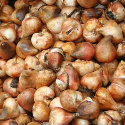 Rococo Exotic Red & Purple Parrot Tulip Bulbs - Hardy Spring Flower for ...