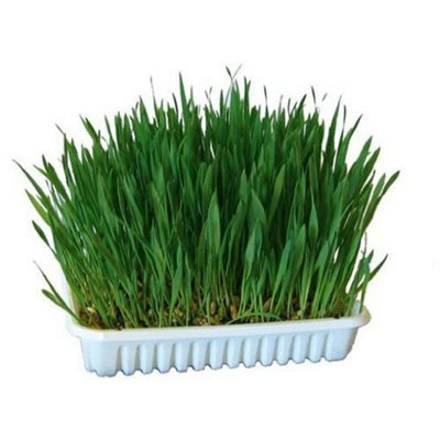 Rodent's Grass - Seed for DIY growing 100 g