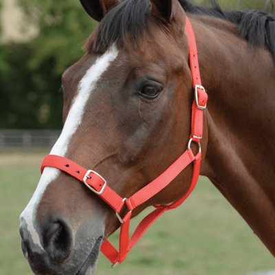 Roma Horse Headcollar and Leadrope Red (Cob)