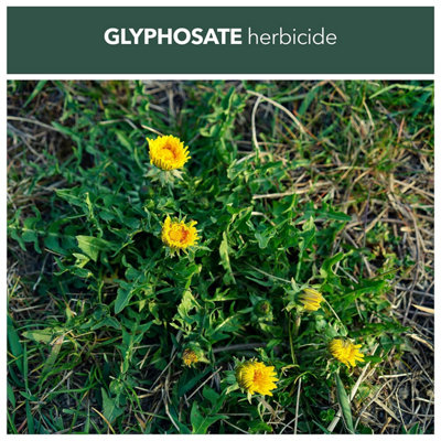 RootBlast 72g/L Glyphosate Garden Weedkiller 1L Concentrate - Kills ...