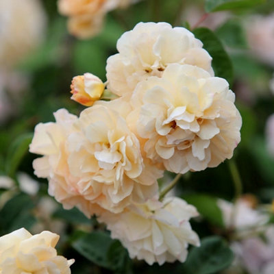 Rosa Buff Beauty Hybrid Musk Rose 4 Litre Pot Rose Bush