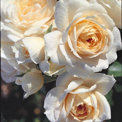 Rosa Champagne Moment Floribunda Bush Rose 4 Litre Pot Rose Bush