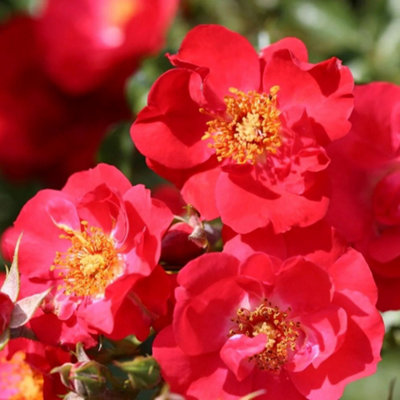 Rosa Flower Carpet Sunset Ground Cover Rose 4 Litre Pot Rose Bush