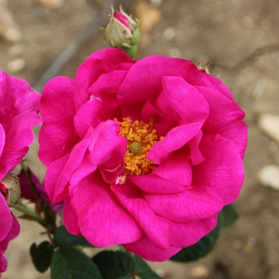 ROSA GALLICA OFFICINALIS APOTHECARYS SHRUB ROSE 4 LITRE POT ROSE BUSH
