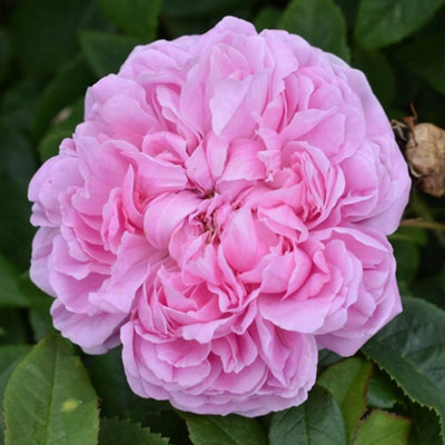 Rosa Marchesa Boccella Portland Rose Jacques Cartier 4 Litre Pot Rose Bush