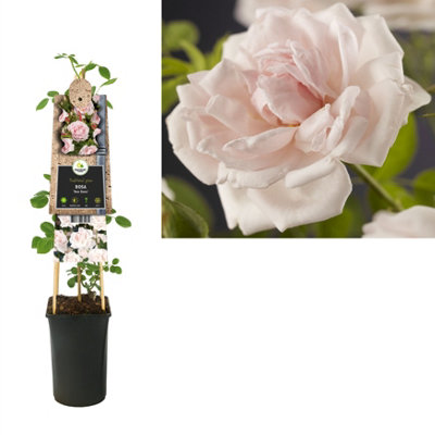 Rosa New Dawn, 17cm Pot Size, 75cm Tall, Rose, Indoor Houseplant