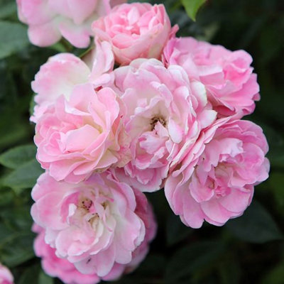 Rosa Pearl Anniversary Patio Rose 4 Litre Pot Rose Bush