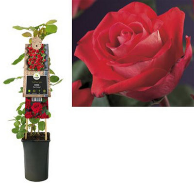 ROSA RED CLIMBER, 17CM POT SIZE, 75CM TALL, ROSE, INDOOR HOUSEPLANT