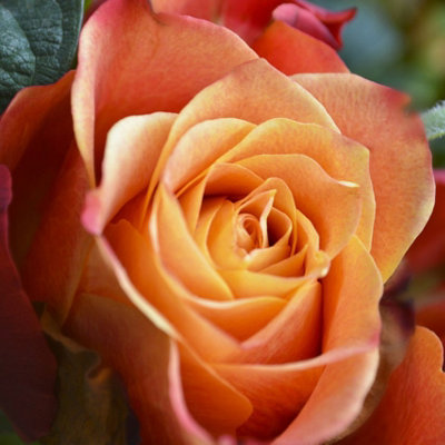 Rosa 'Remember Me' Hybrid Tea Rose Bush, Double Bright Coppery Orange ...