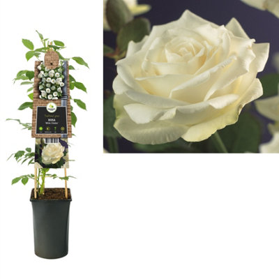 Rosa White Climber, 17cm Pot Size, 75cm Tall, Rose, Indoor Houseplant