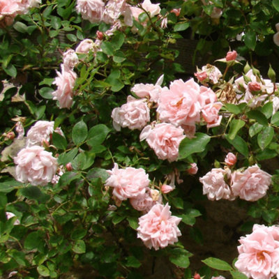 Rose Albertine (Climber) 5L Established Potted Rose | DIY at B&Q