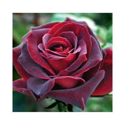 Rose Black Baccara (Hybrid Tea) 5L Potted Rose | DIY at B&Q