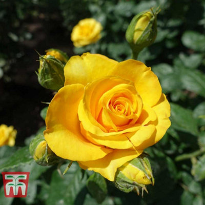 Rose Breeders Choice Gold 1 Bare Root Plant | DIY at B&Q