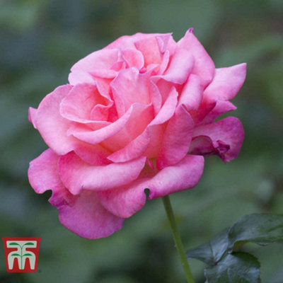 Rose Breeders Choice Pink 1 Bare Root Plant | DIY at B&Q