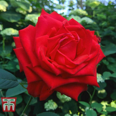 Shop Rose Breeders Choice Red 1 Bare Root Plant