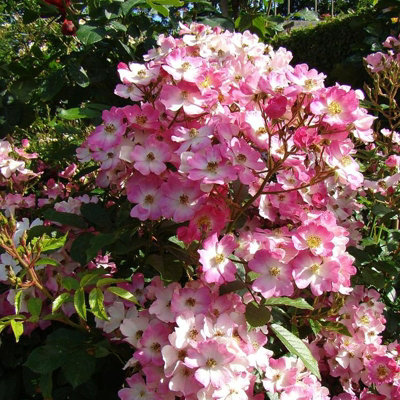 Rose Bush 'Ballerina' - Hybrid Musk Shrub Rose Bush in 3 Litre Pot
