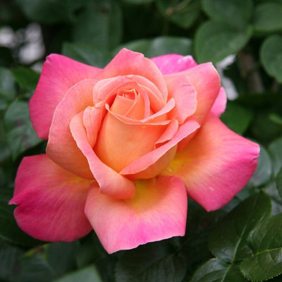 Rose Bush 'Chicago Peace' - Two-Toned Scented Rose Bush in 3 Litre Pot ...