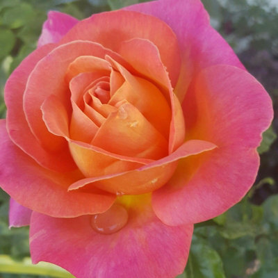 Rose Bush 'Chicago Peace' - Two-Toned Scented Rose Bush in 3 Litre Pot ...
