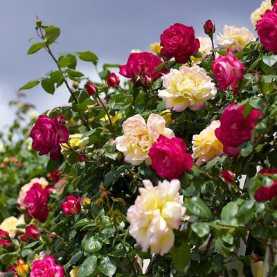 Rose Bush Climbing Trio in 3L Pot - 3 Mixed Growing Climbing Rose ...