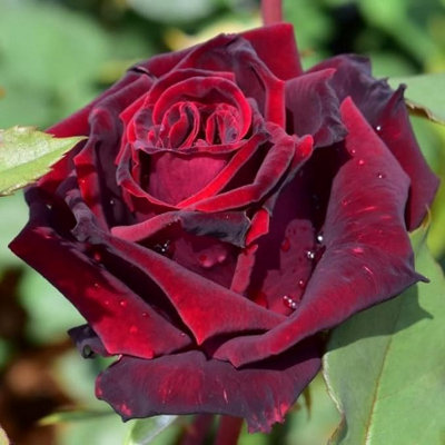 Rose Bush Deep Secret - Floribunda Red Rose Bush in a 3L Pot