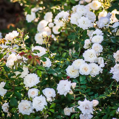Rose Bush Ice Cream - Floribunda White Rose Bush for The Garden in a 3 ...