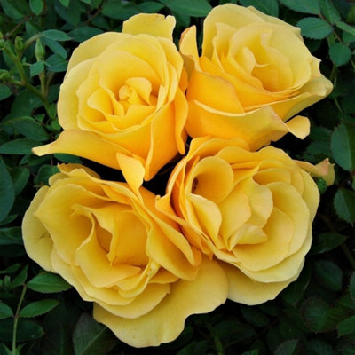 Shop Rose Bush Keep Smiling - Floribunda Yellow Rose Bush for The ...