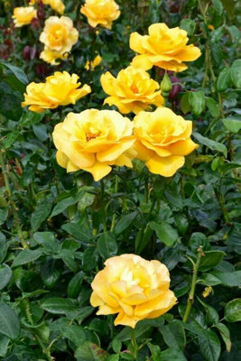 Shop Rose Bush Keep Smiling - Floribunda Yellow Rose Bush for The ...