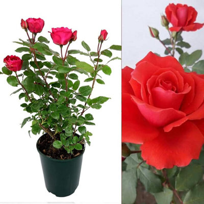 Rose Bush Love Knot - 2 x Floribunda Red Rose Bush for the Garden in a ...